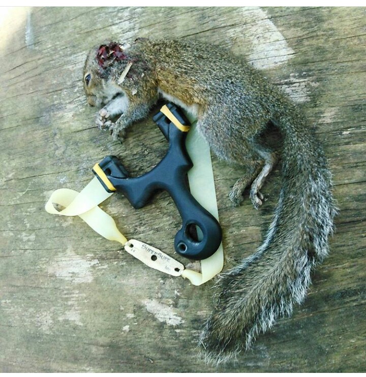 Hunting pics Pocket Predator Slingshots