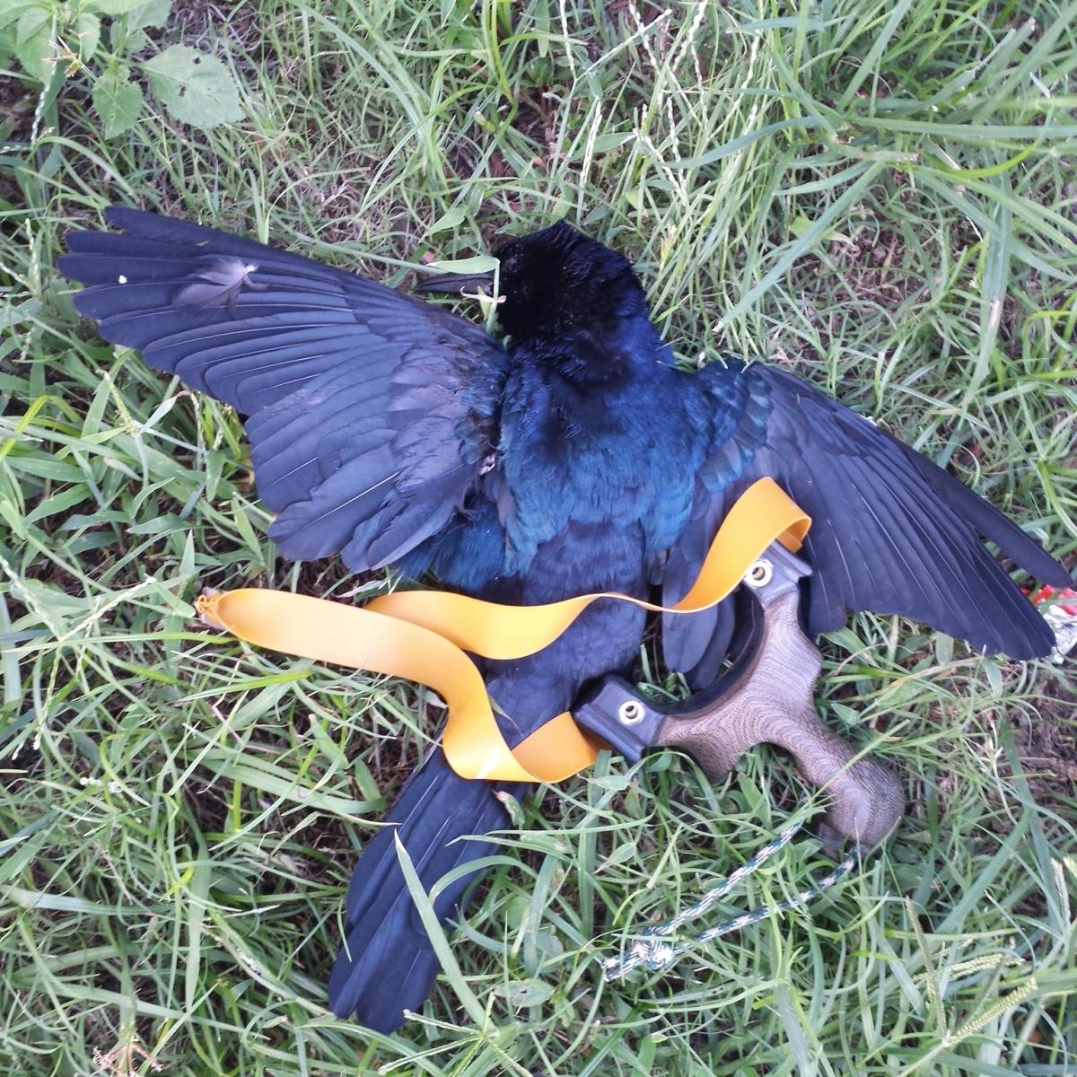 Hunting pics Pocket Predator Slingshots