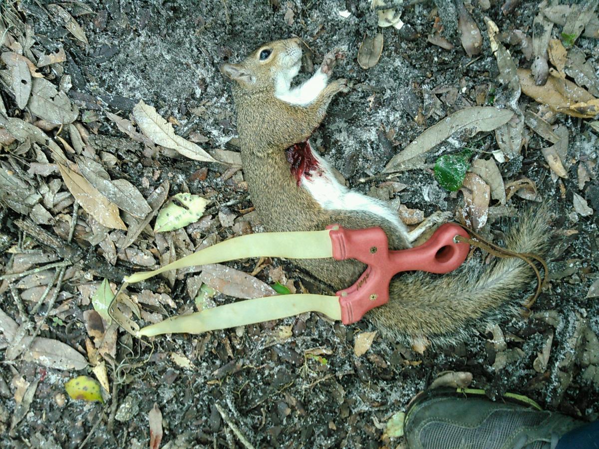 Hunting pics Pocket Predator Slingshots