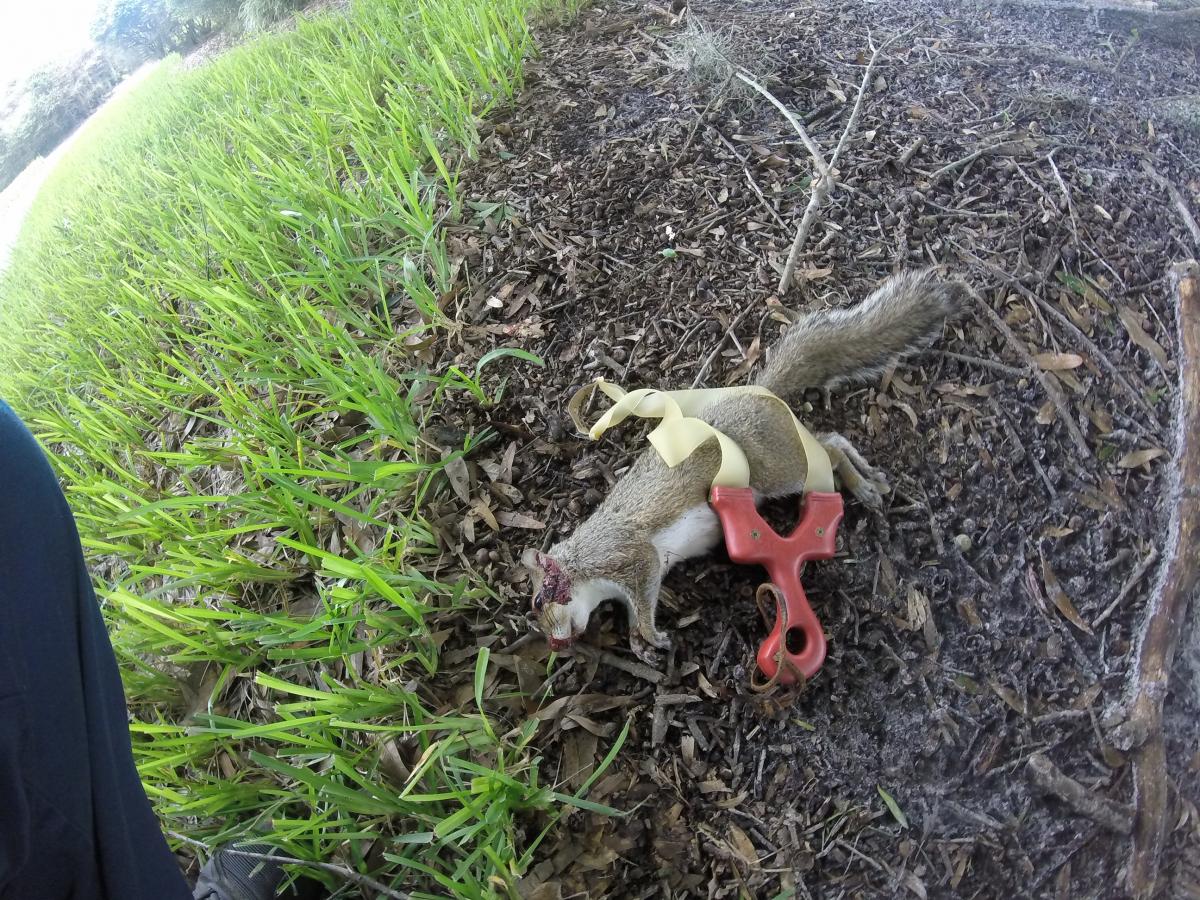 Hunting pics Pocket Predator Slingshots