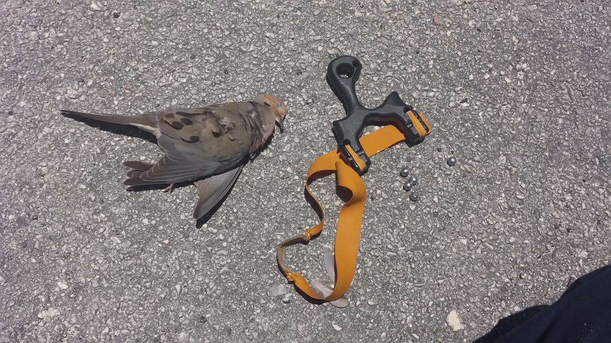 Hunting pics Pocket Predator Slingshots