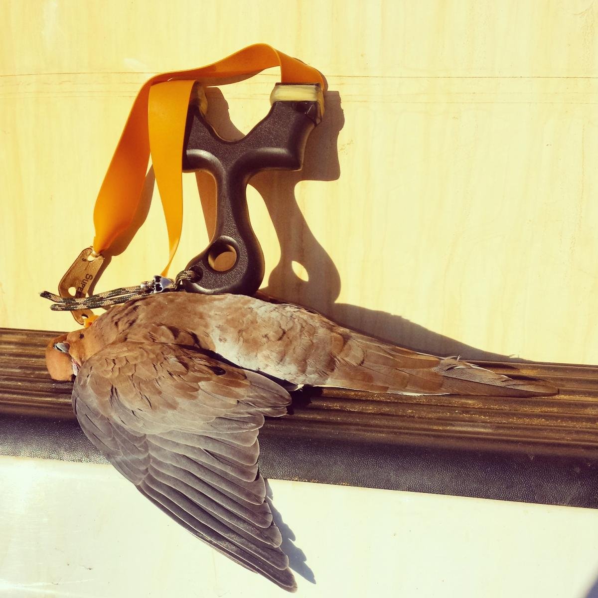 Hunting pics Pocket Predator Slingshots