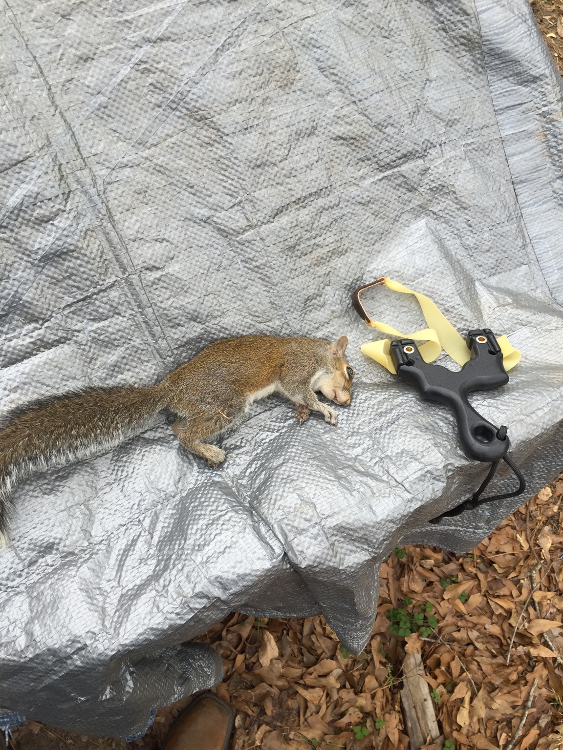 Hunting pics Pocket Predator Slingshots